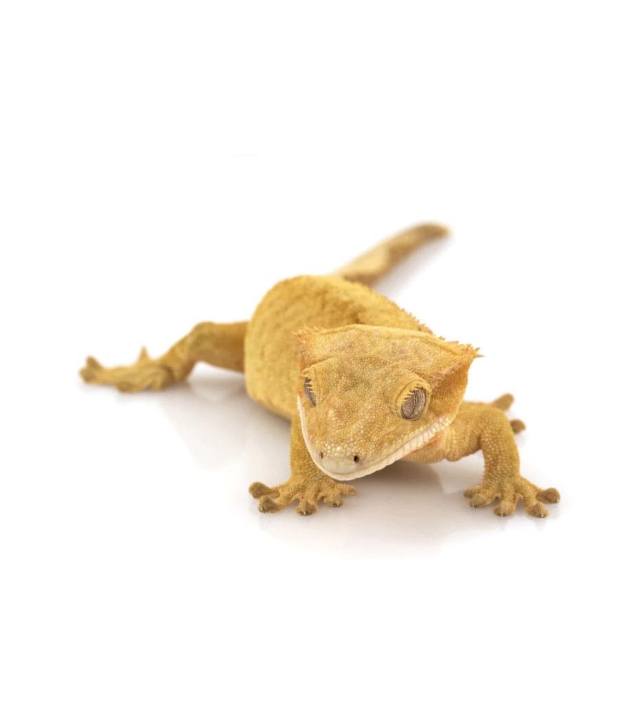 Gecko Crestado (Correlophus Ciliatus)